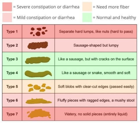 Your Poop Is a Health Clue: How the Bristol Stool Chart Decodes Gut Health